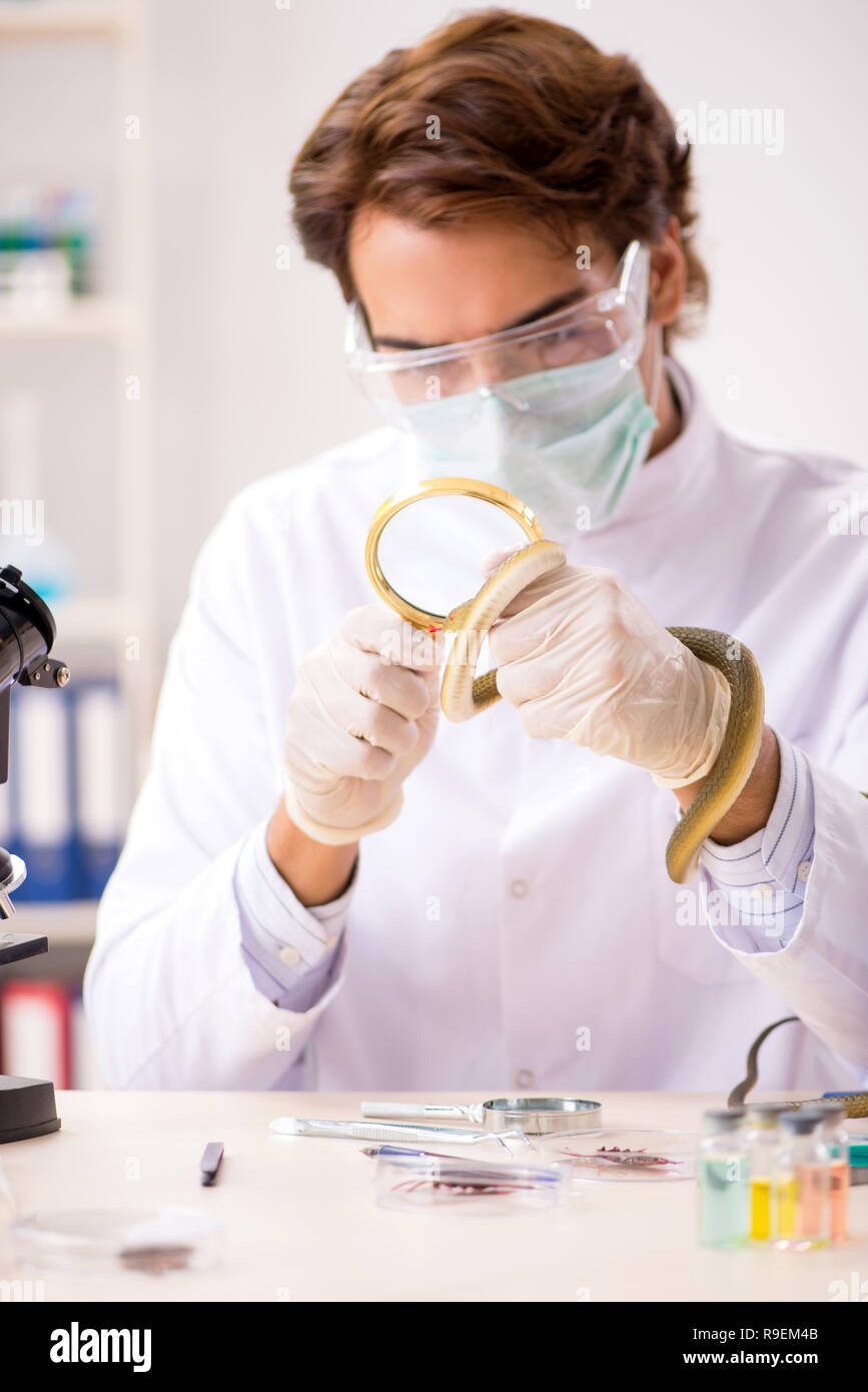 Male scientist extracting poison from snake for drug synthesis Stock ...