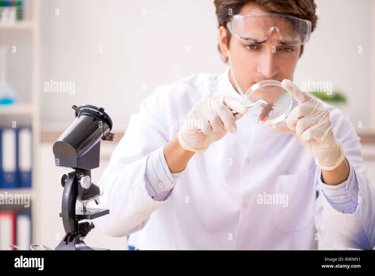 Male entomologist working in the lab on new species Stock Photo - Alamy