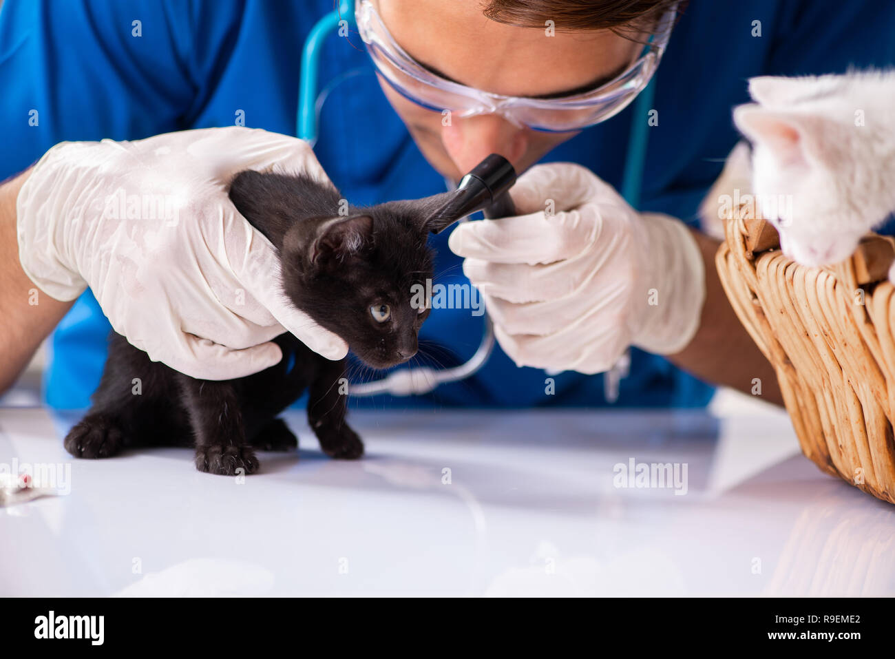Vet doctor examining kittens in animal hospital Stock Photo - Alamy