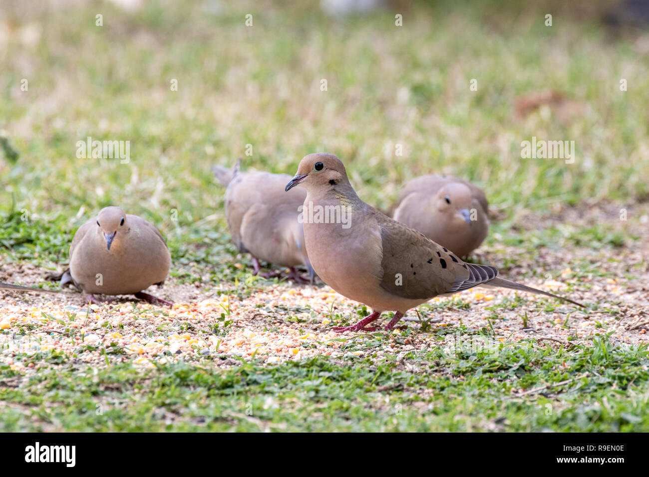Mourning Dove, American Mourning Dove, Rain Dove - Zenaida macroura ...