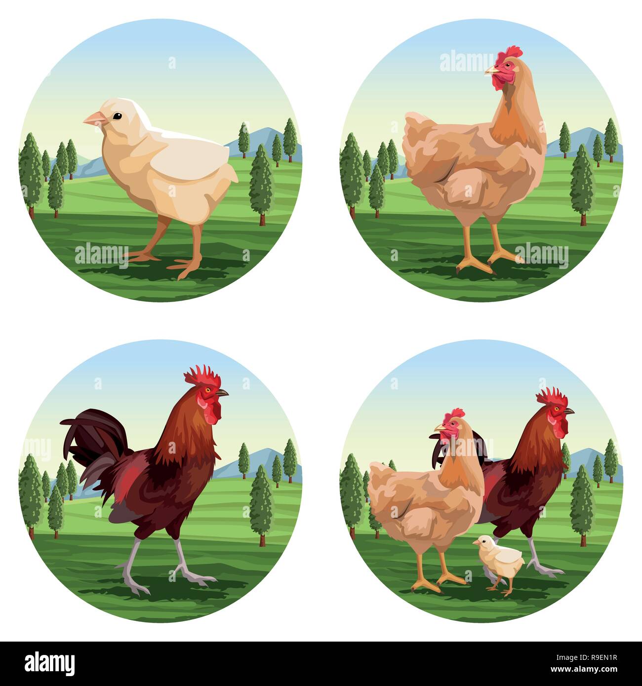 chicken and roaster cartoons Stock Vector Image & Art - Alamy