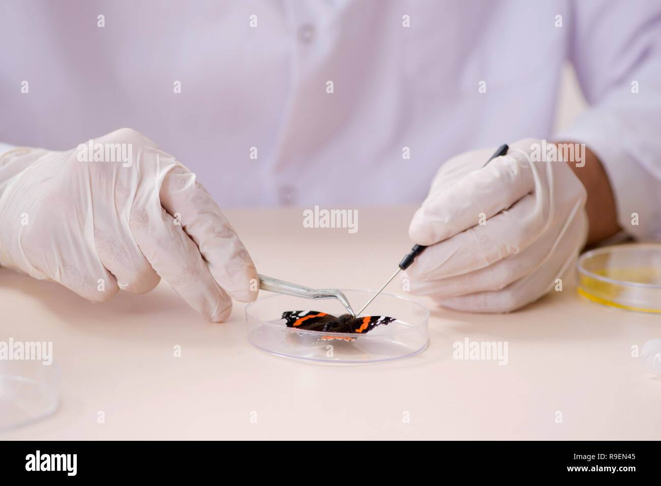 Scientist studying new insect hi-res stock photography and images - Alamy