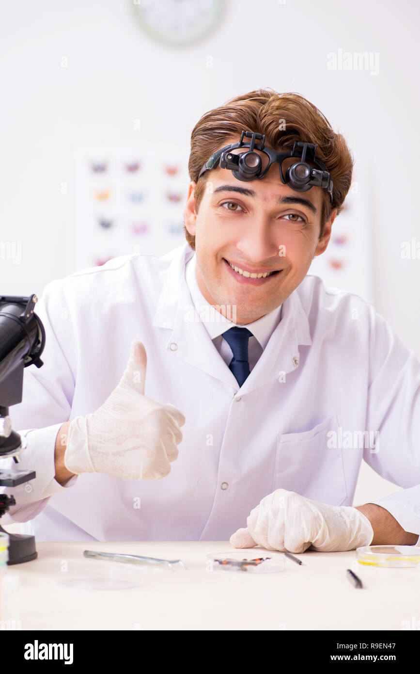 Scientist entomologist studying new butterfly species Stock Photo - Alamy