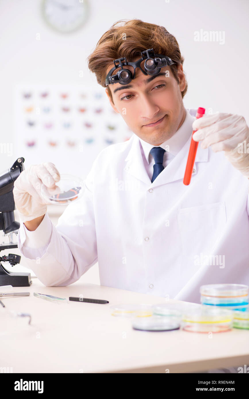 Scientist entomologist studying new butterfly species Stock Photo - Alamy
