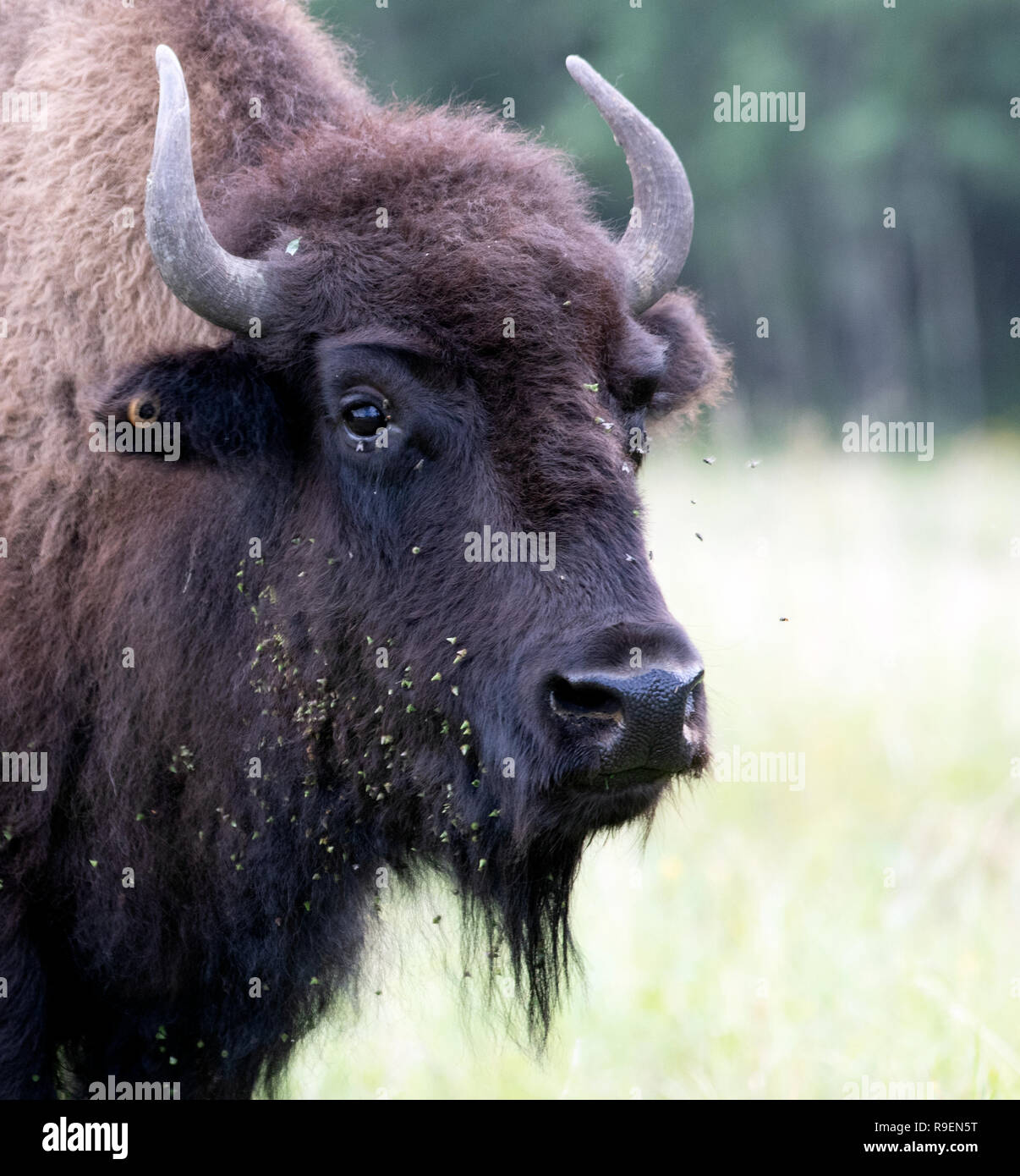 Single Plains bison at Elk Island National Park in Alberta with flies ...
