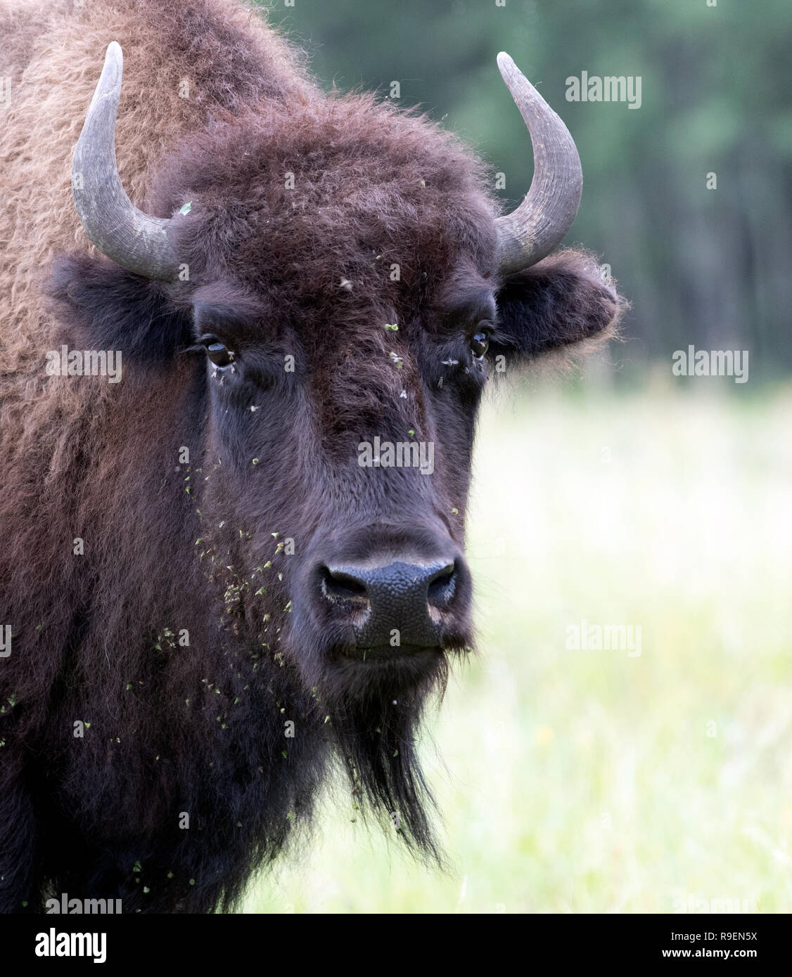 Single Plains bison at Elk Island National Park in Alberta with flies ...