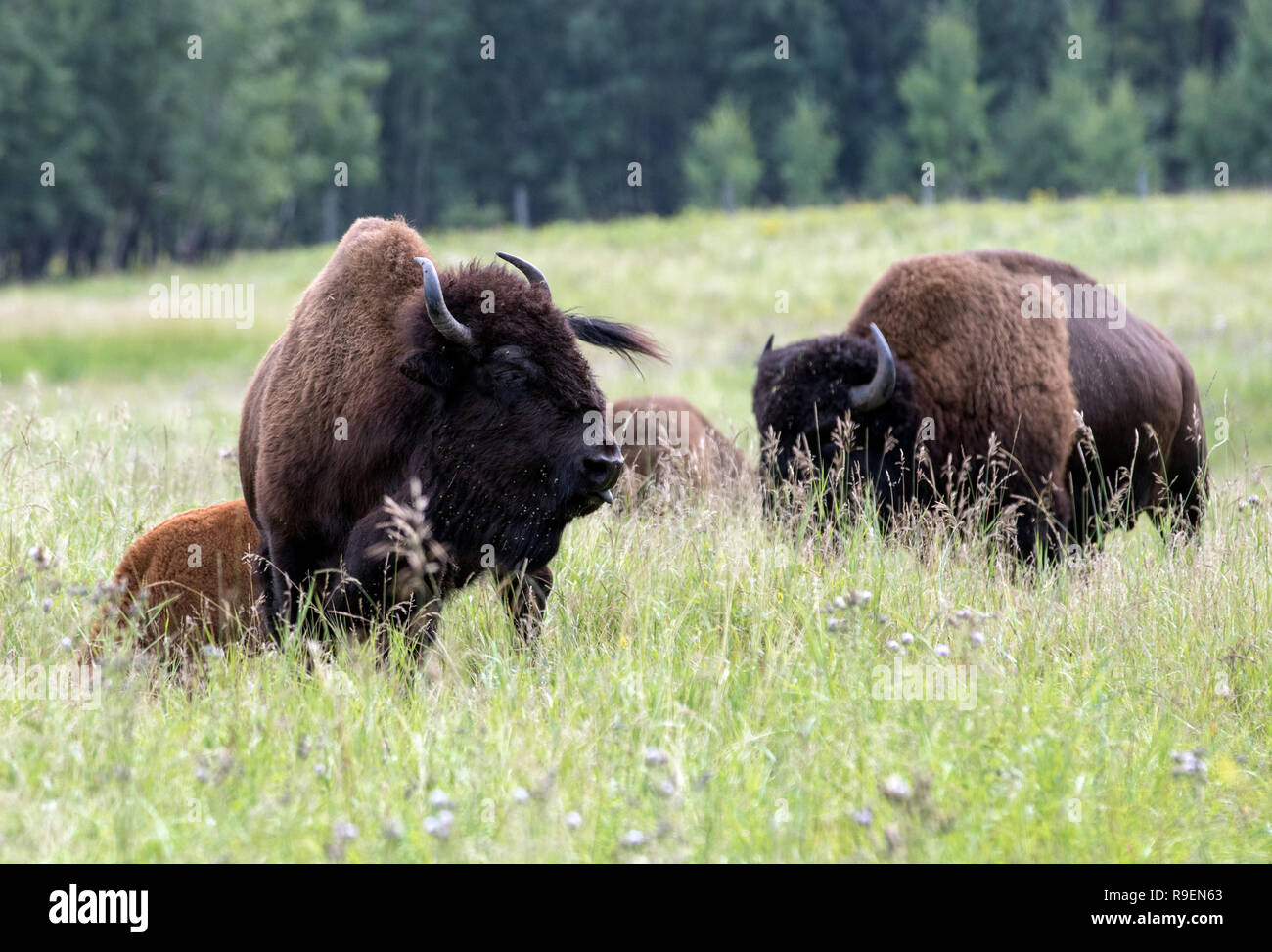 Elk island national park hi-res stock photography and images - Alamy