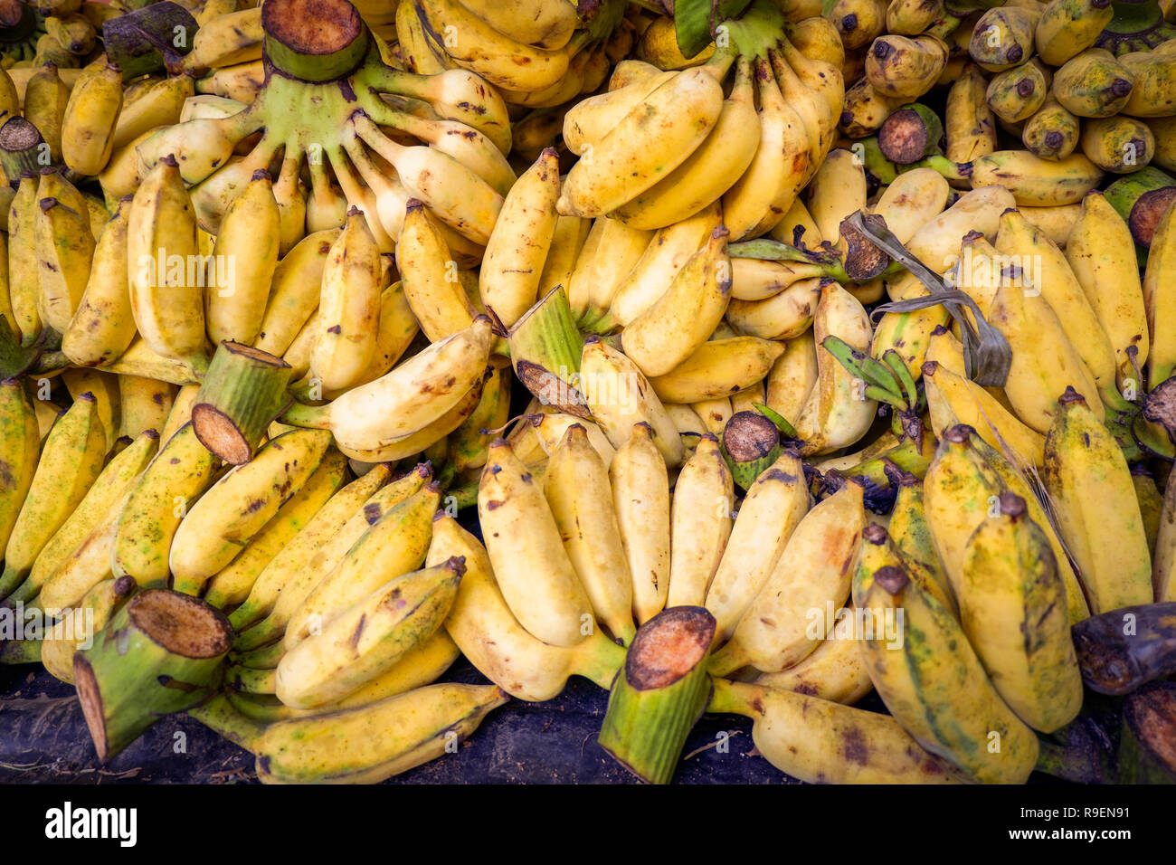 harvest banana from organic garden fruit / fresh banana texture ...