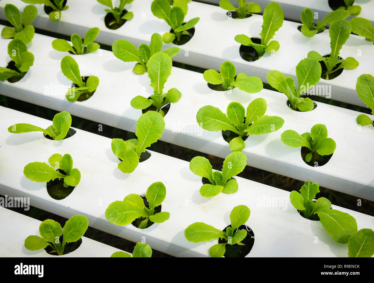 vegetable hydroponic system / young and fresh vegetable green cos ...