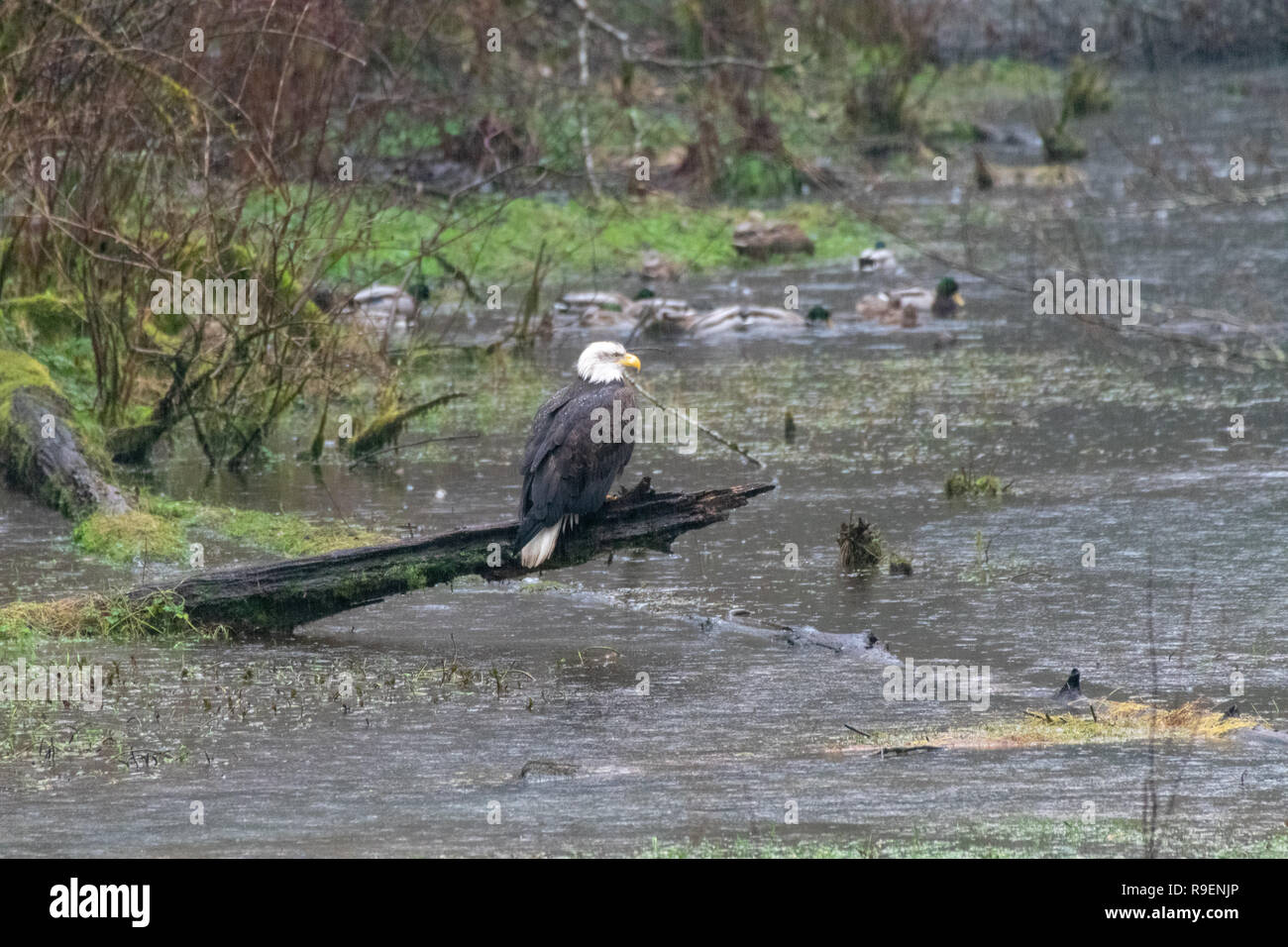 Bald Eagle Takes a Break After Feasting Stock Photo - Alamy
