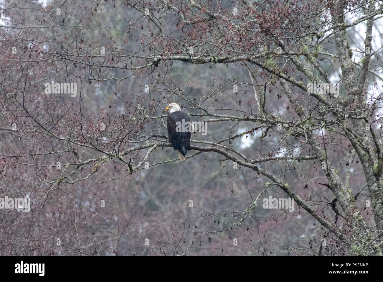 Eagle beak break hi-res stock photography and images - Alamy
