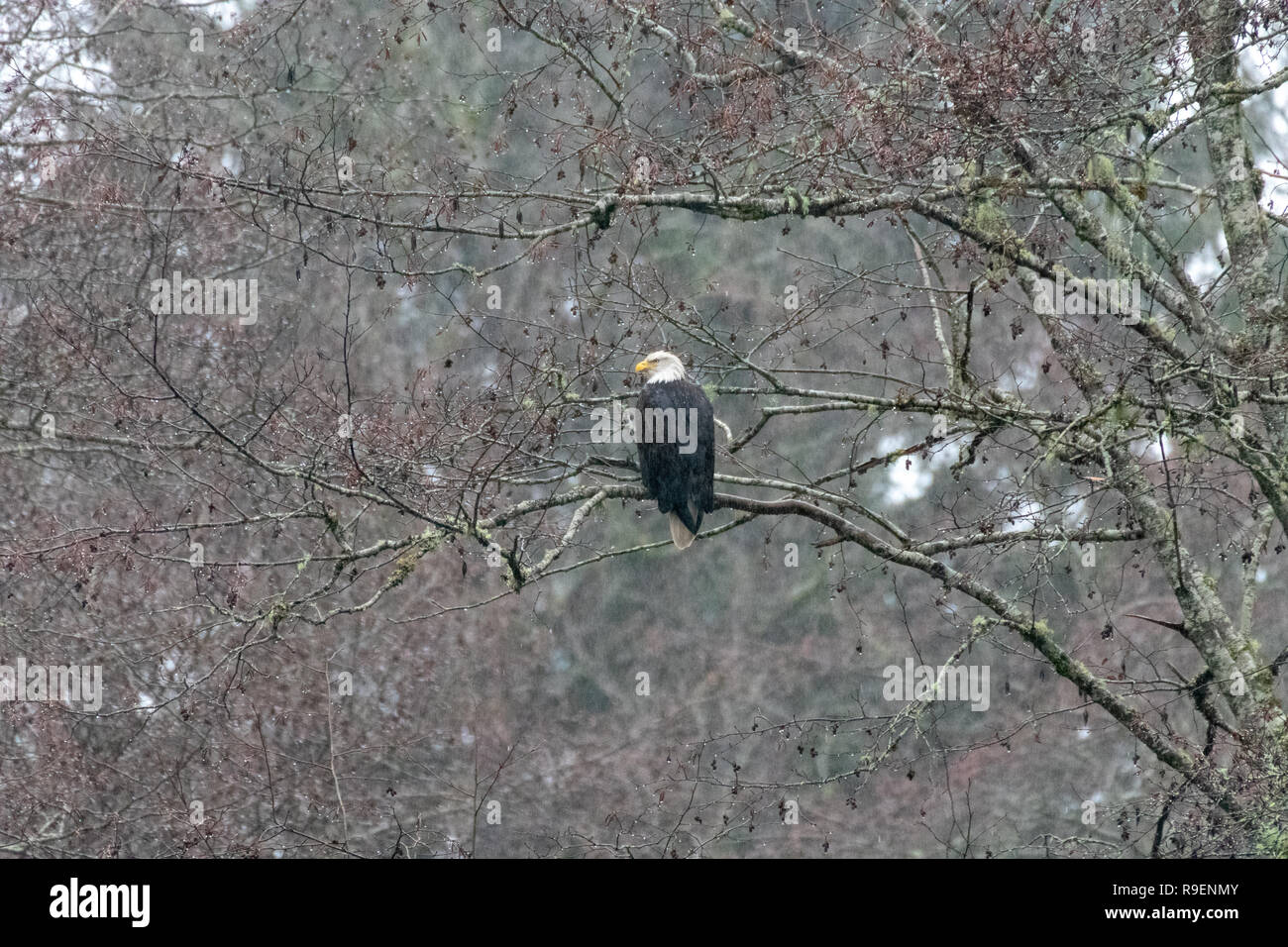 Bald Eagle Perched in Tree Stock Photo - Alamy