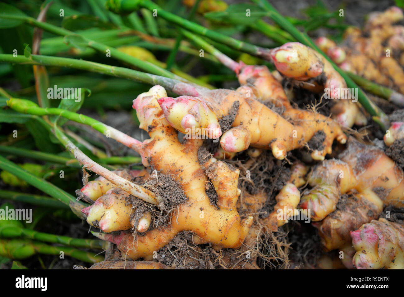 fresh ginger plant farm / close up ginger root plant on agricultural ... fresh ginger plant farm / close up ginger root plant on agricultural ...