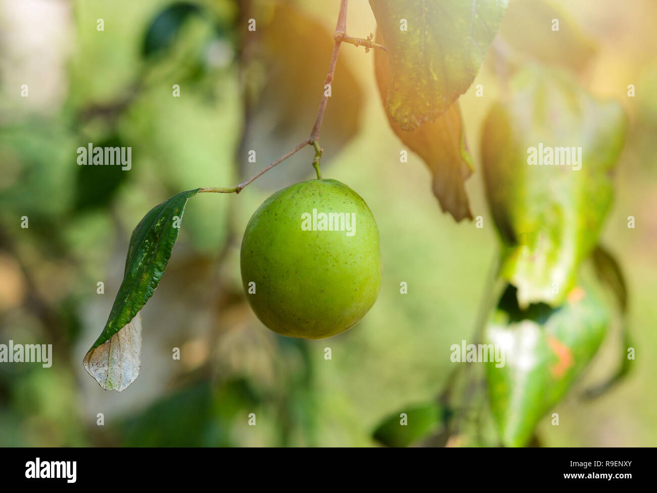 jujube fruit or monkey apple on tree / fresh green jujube tree tropical ...