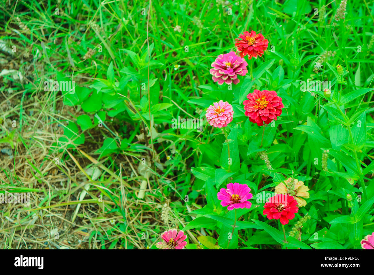 Zinnia flower blooming in garden, properties flower crushed as a powder ...