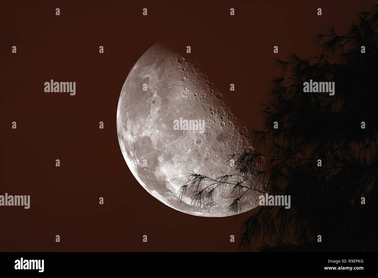 half moon back silhouette tree night red sky, Elements of this image ...