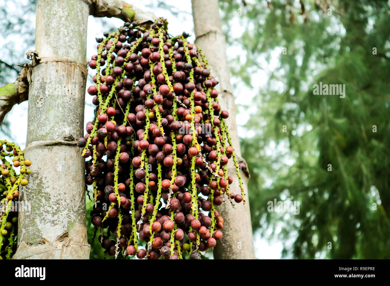 Palm seed hi-res stock photography and images - Alamy