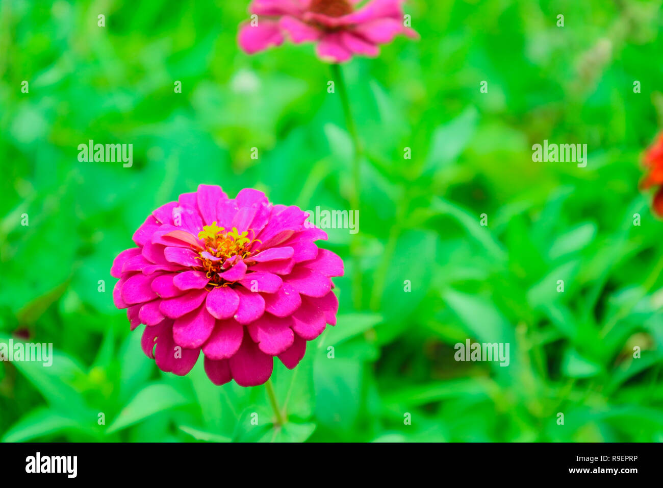Zinnia flower blooming in garden, properties flower crushed as a powder ...