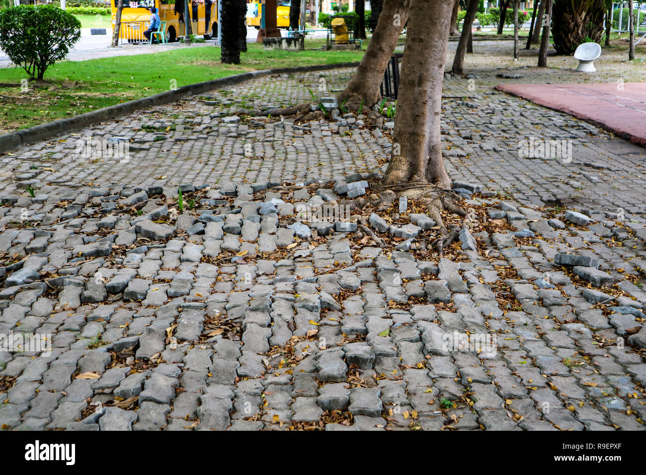 Tree damage pavement hi-res stock photography and images - Alamy