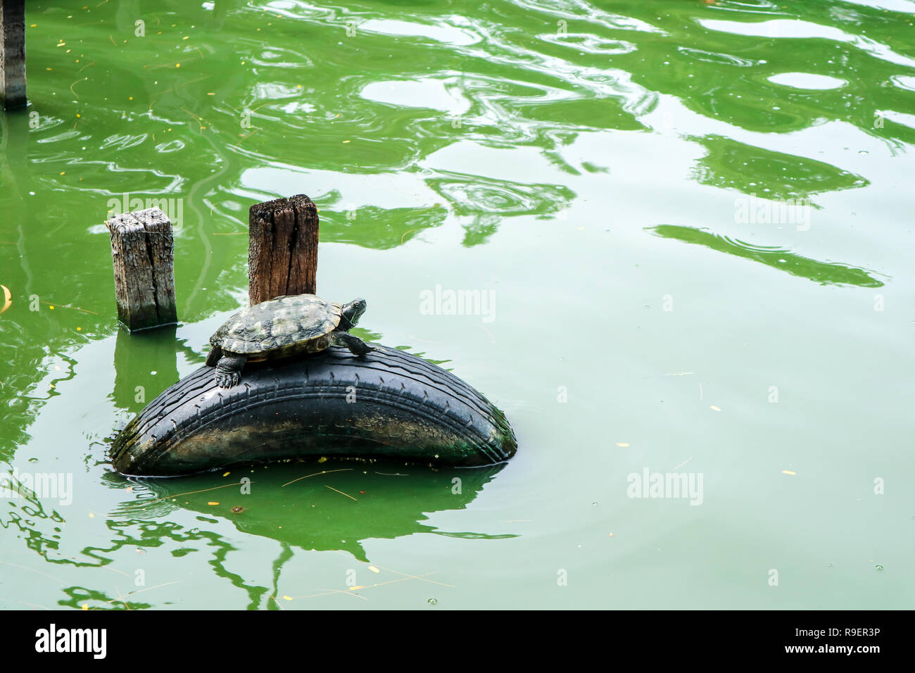 turtle on wheel at pond in public park has tree plant flower and little ...