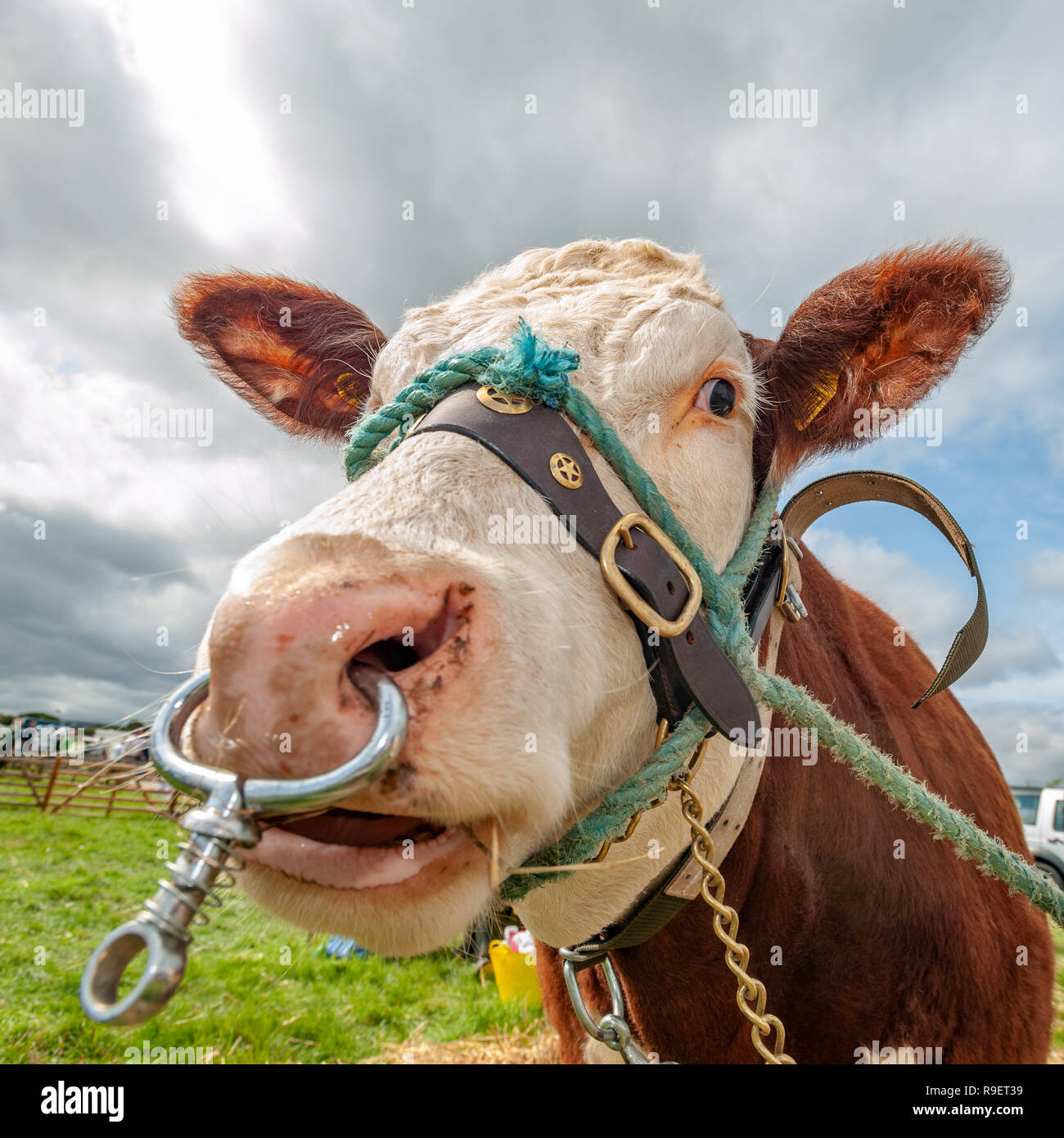 Square format close up bull images Stock Photo - Alamy