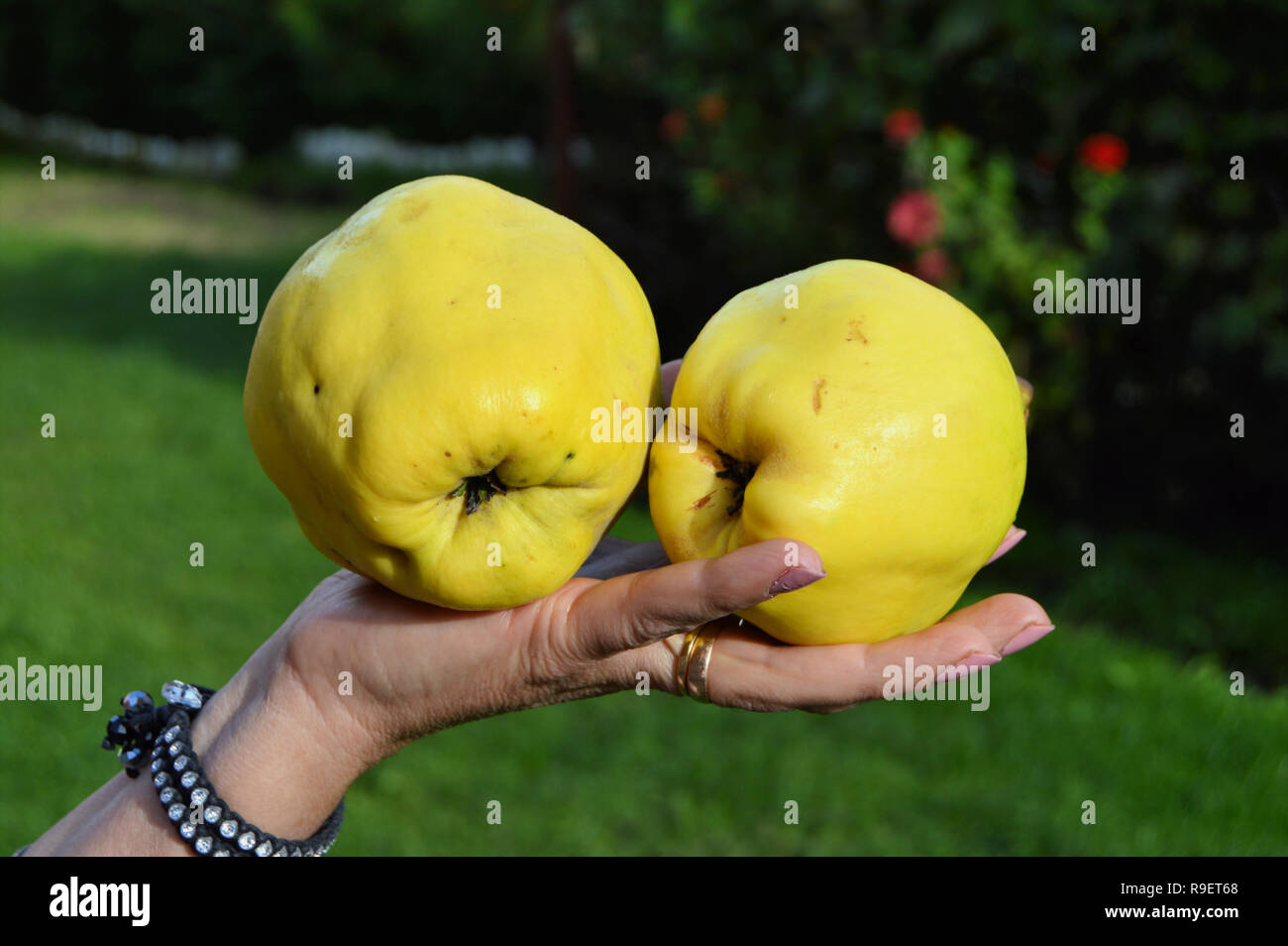 Hand drawn vector fruit hi-res stock photography and images - Alamy