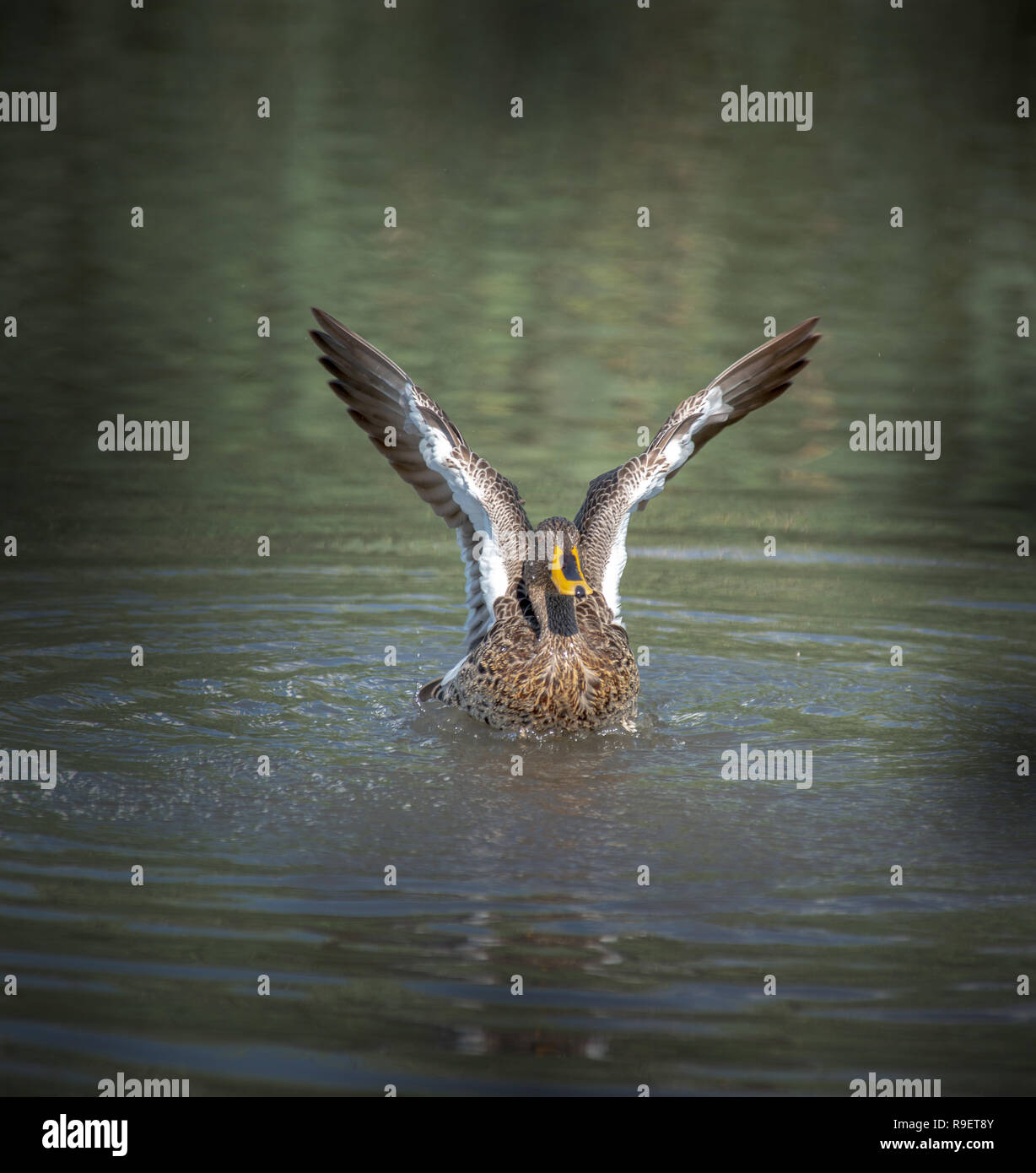 Flapping duck hi-res stock photography and images - Alamy