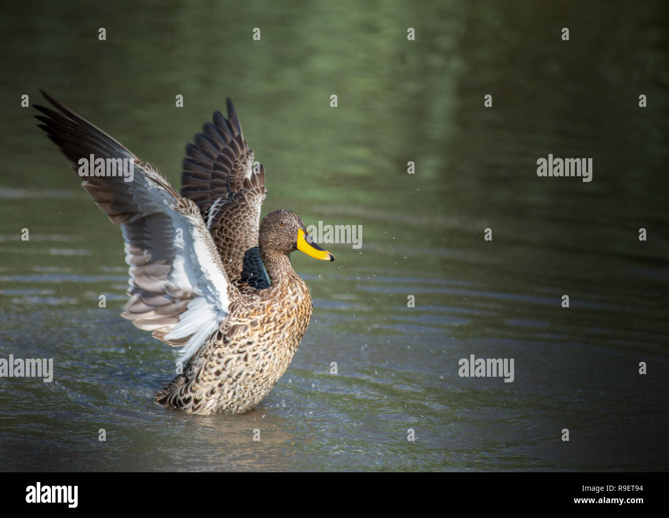 Flap dam hi-res stock photography and images - Alamy