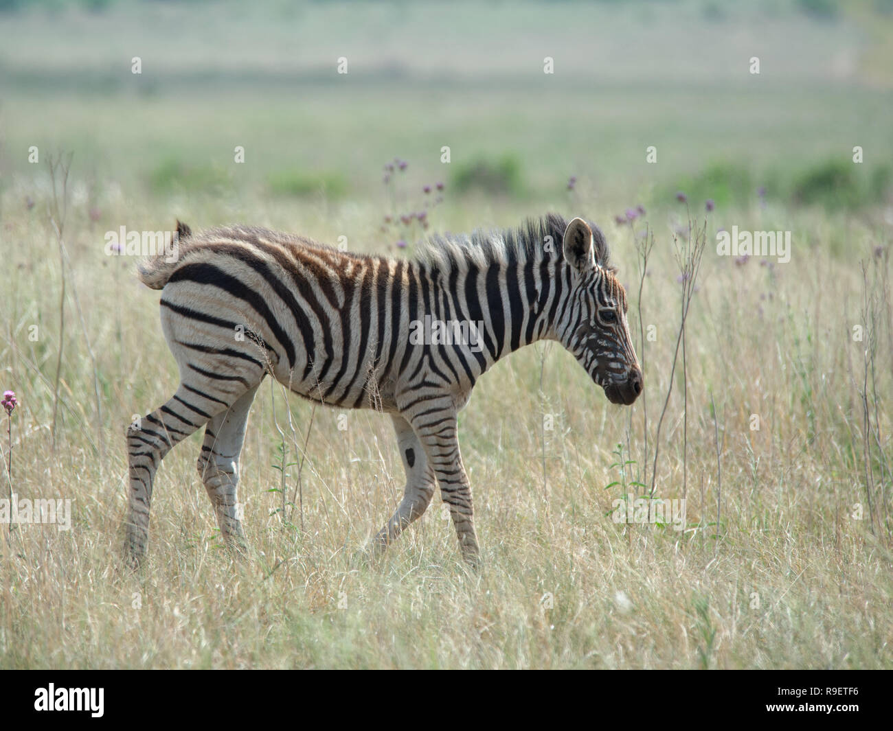 Young Zebra foal Stock Photo - Alamy