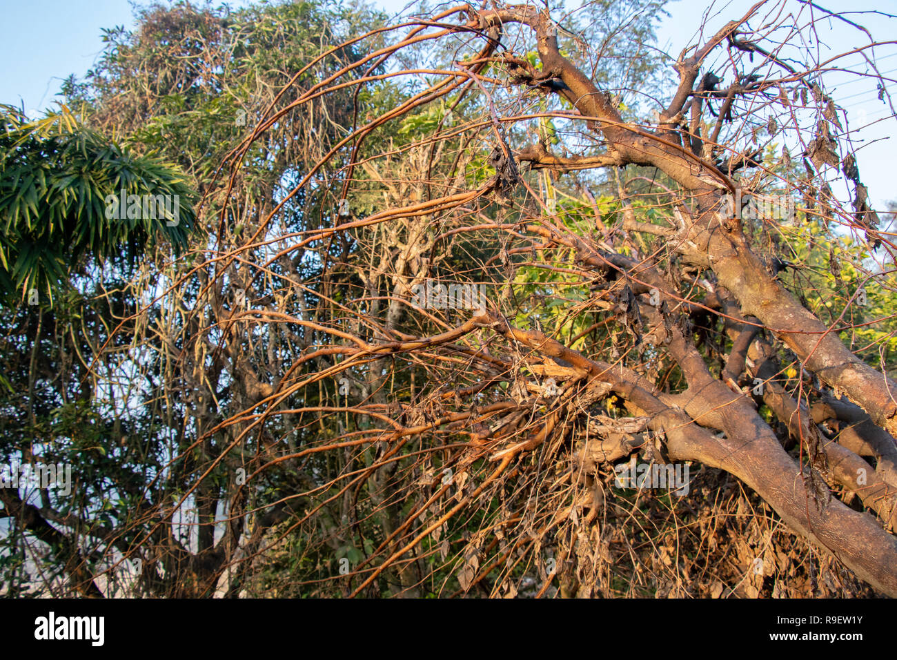 After cutting tree lying in field and dried , stem and branches dried ...