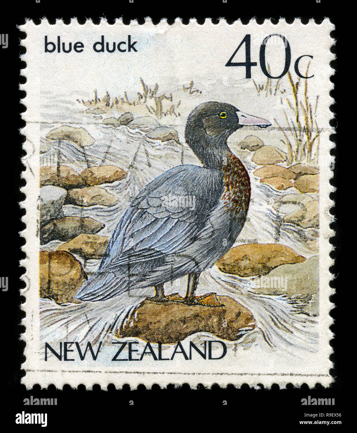 Wellington new zealand birds hi-res stock photography and images - Alamy