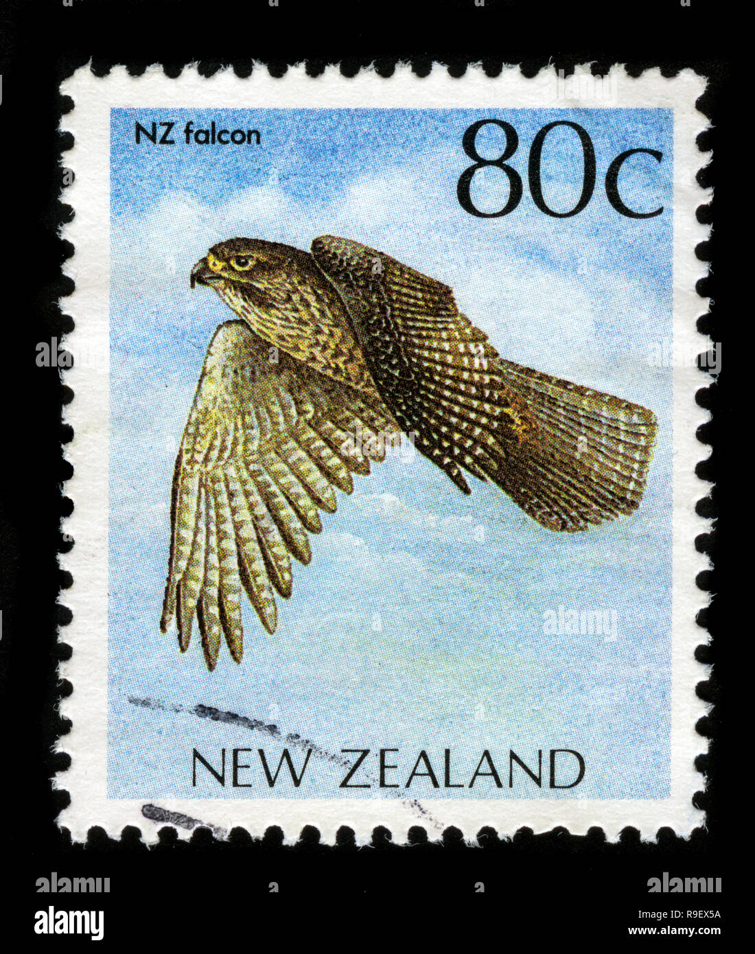 Wellington new zealand birds hi-res stock photography and images - Alamy