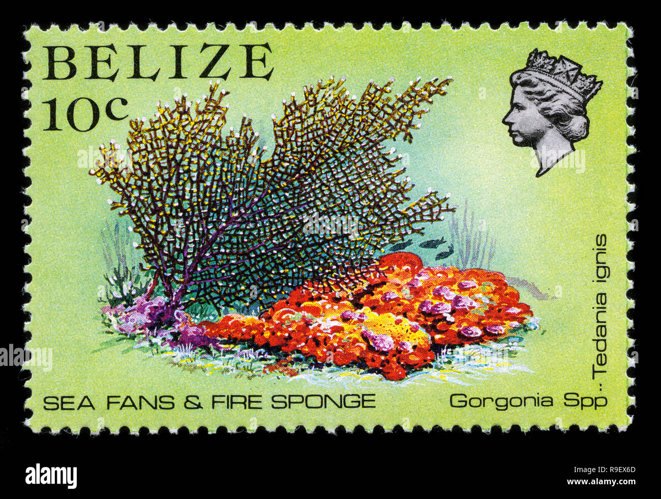 Postage stamp from Belize in the Marine fauna series issued in 1984 ...