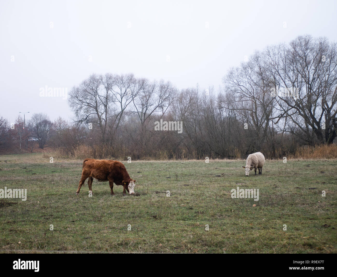 Cow eats grass hi-res stock photography and images - Alamy