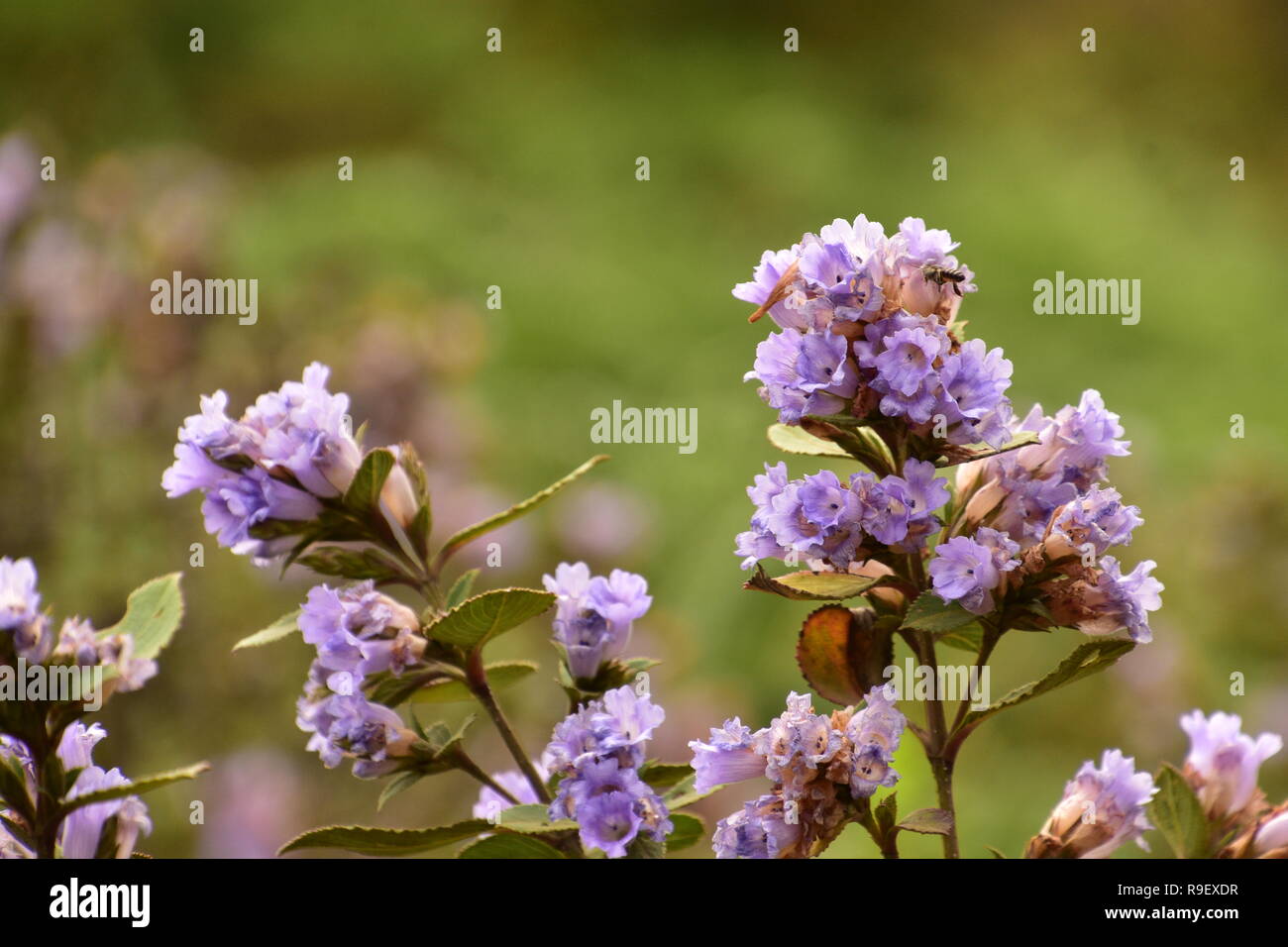 Neelakurinji Flowers that bloom once in 12 years, Eravikulam National ...