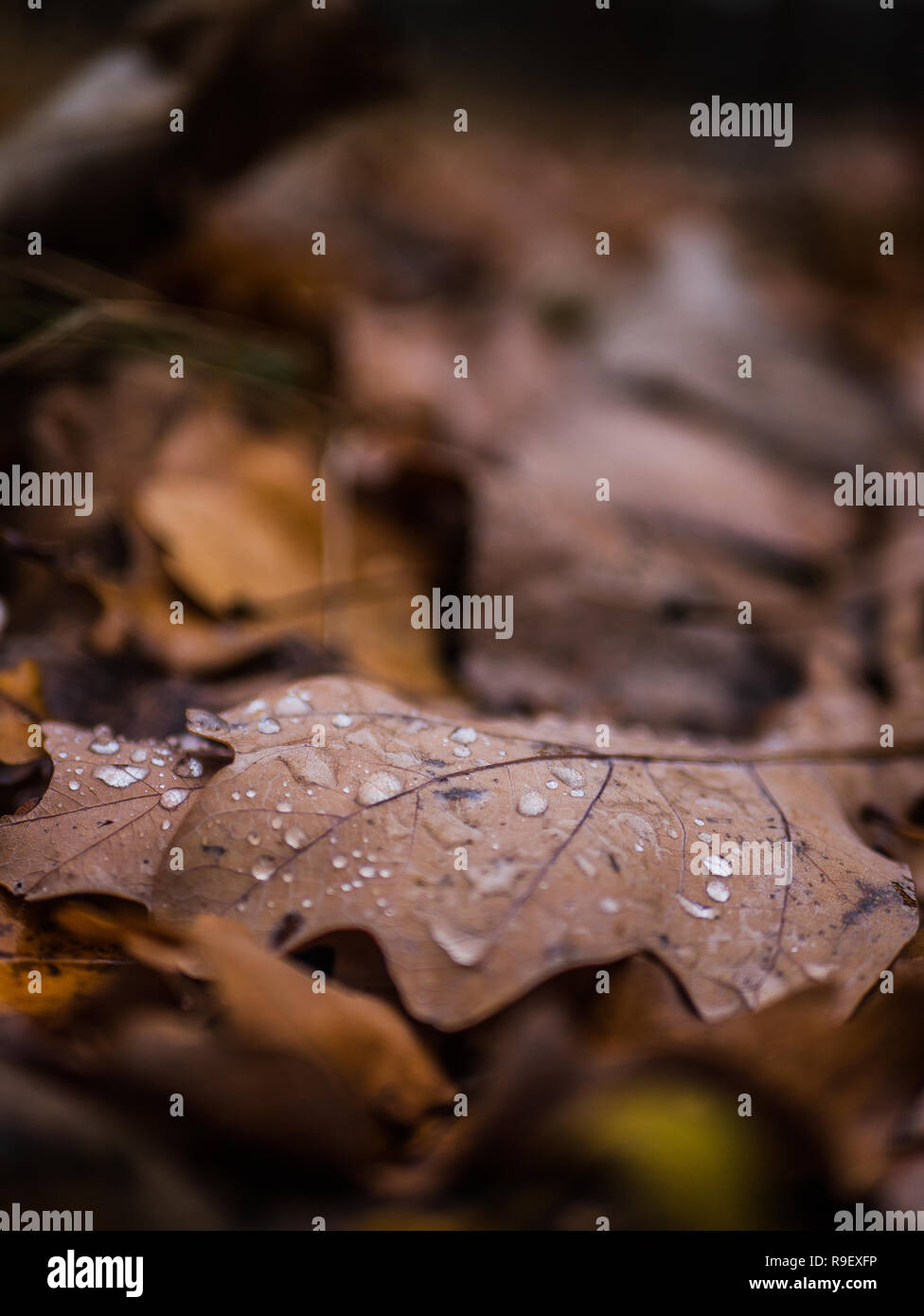 a leaf in the forest with water drops on it Stock Photo - Alamy