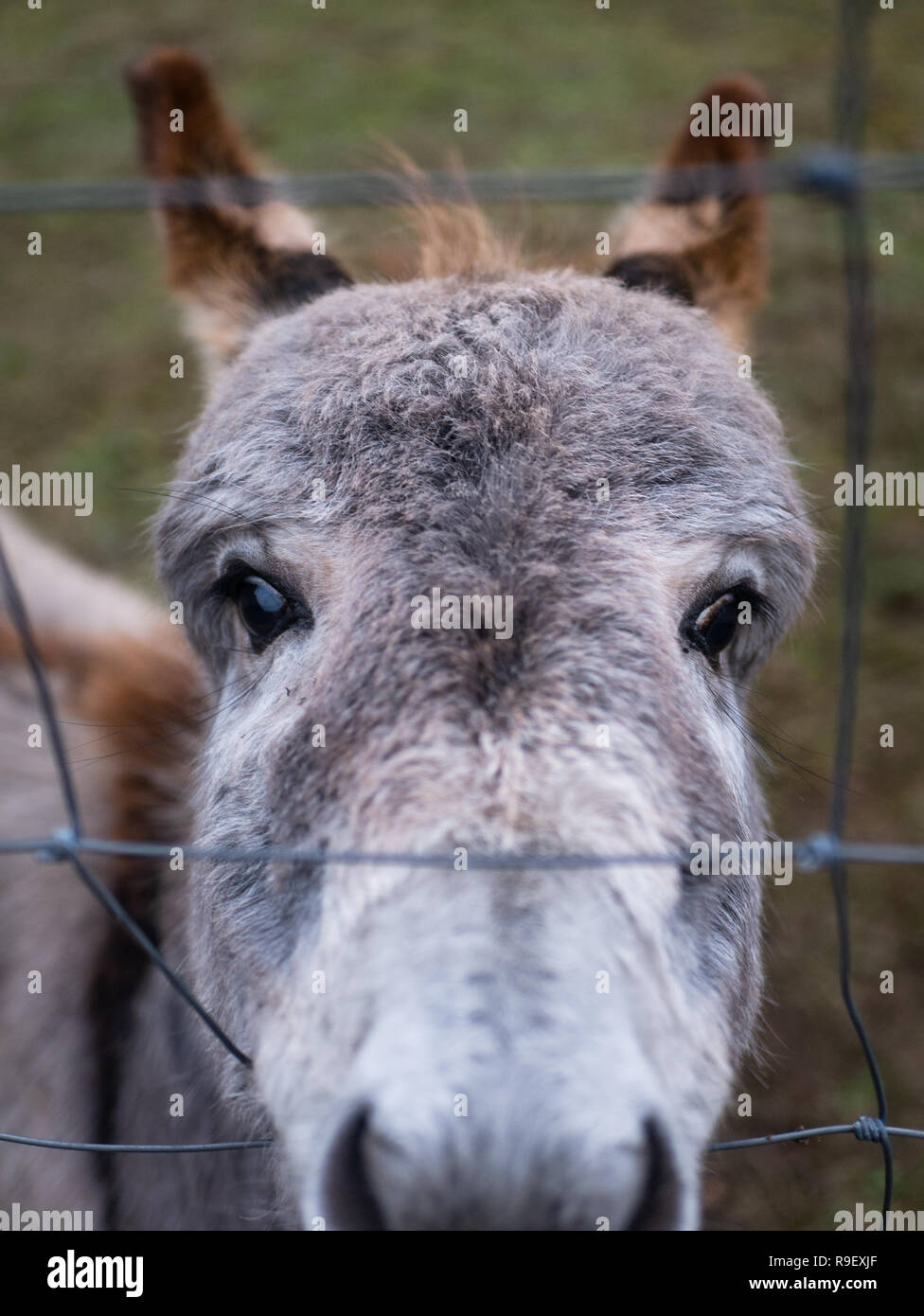 A portrait from a donkeys head Stock Photo - Alamy