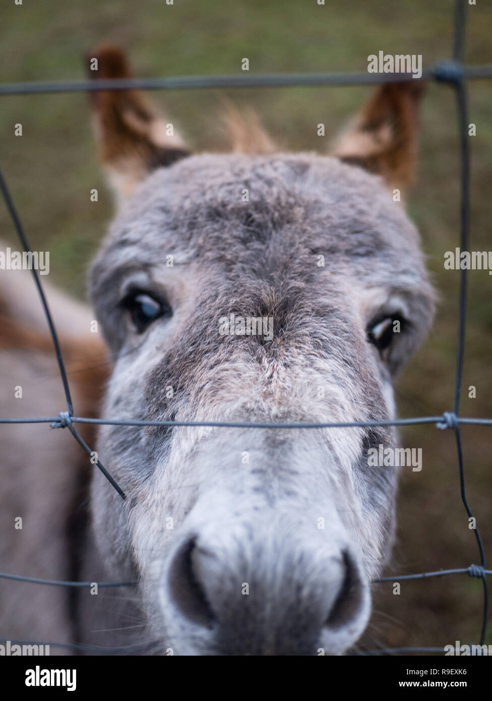 A portrait from a donkeys head Stock Photo - Alamy