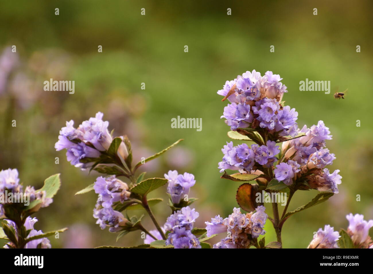 Neelakurinji Flowers that bloom once in 12 years, Eravikulam National ...