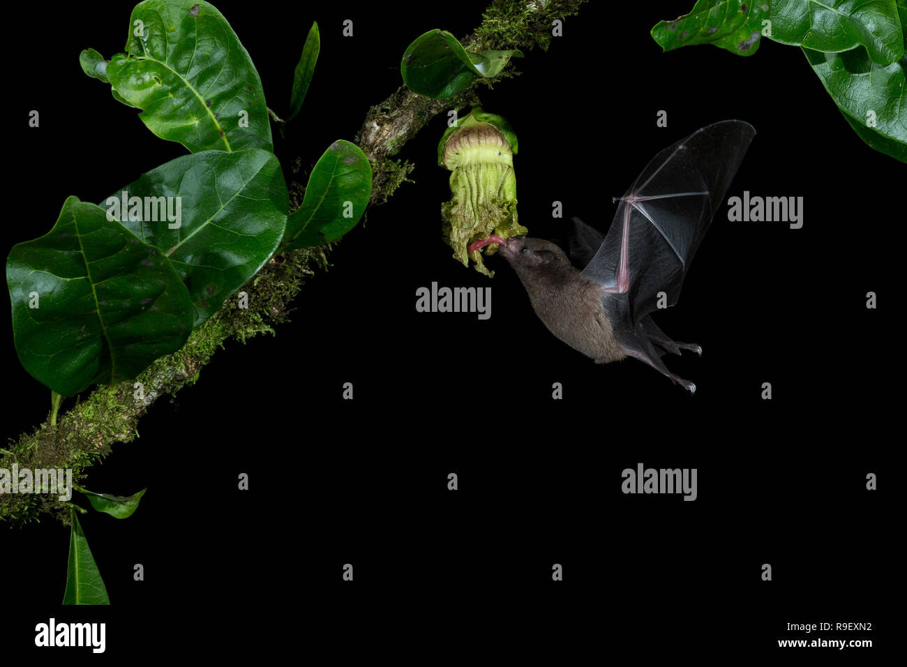 Long-tongued bat feeding in northern Costa Rica Stock Photo - Alamy