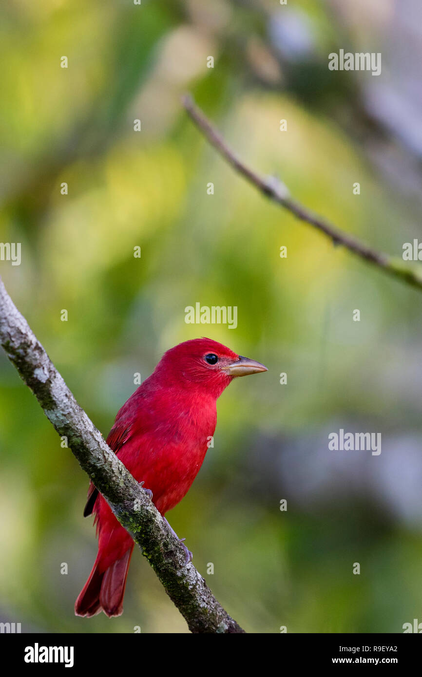 Summer tanager in northern Costa Rica Stock Photo - Alamy