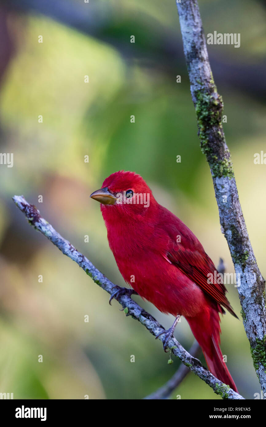 Summer tanager in northern Costa Rica Stock Photo - Alamy