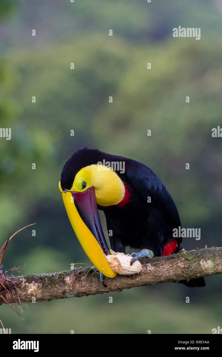 Black mandibled hi-res stock photography and images - Alamy