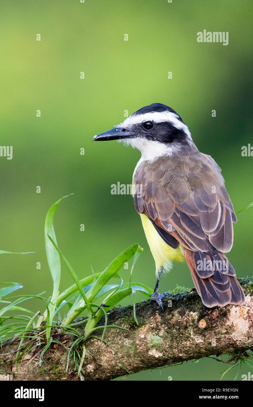 Flycatchers of costa rica hi-res stock photography and images - Alamy