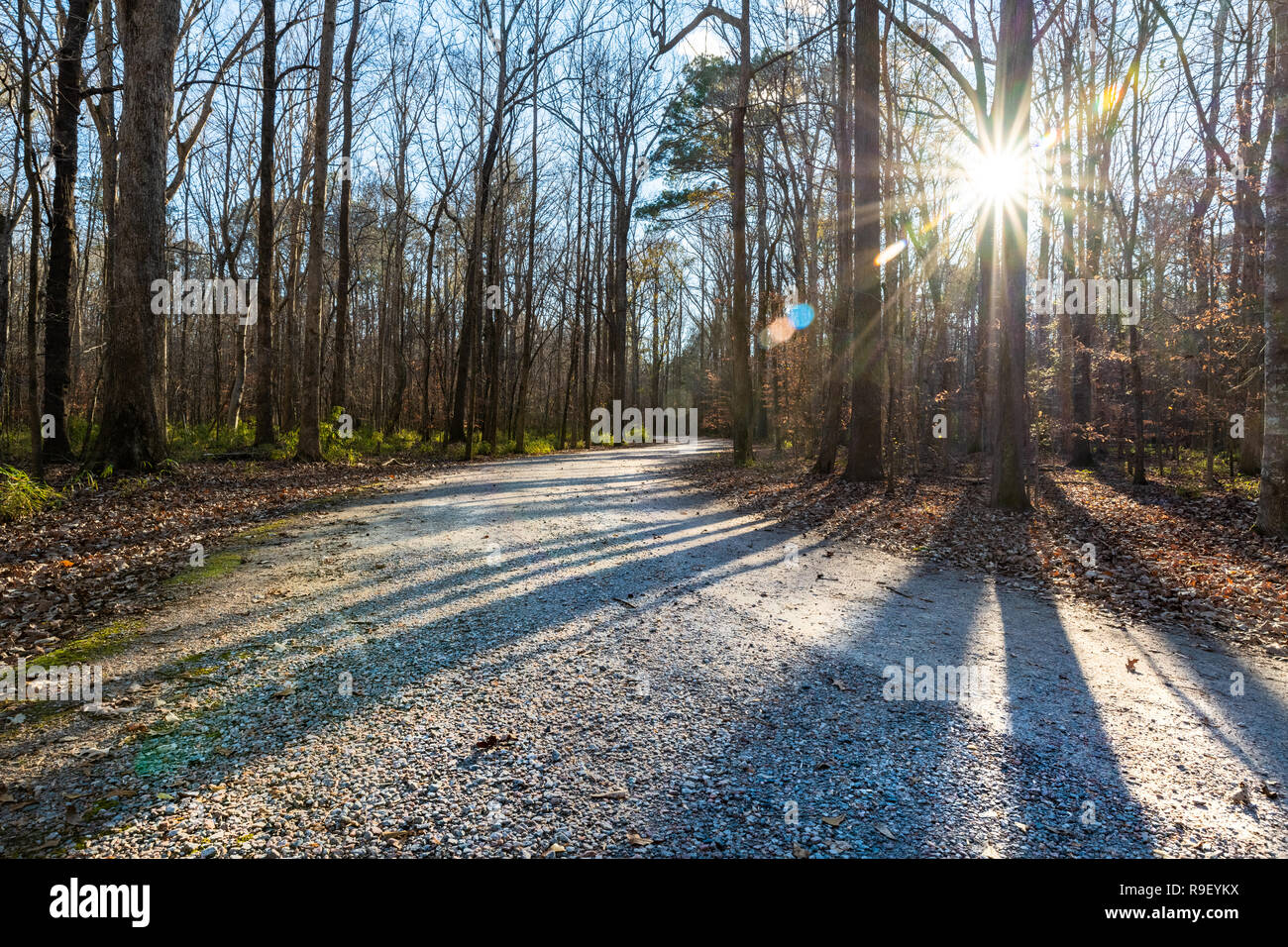 Sunset peeks through the trees casting shadows across a trail through ...