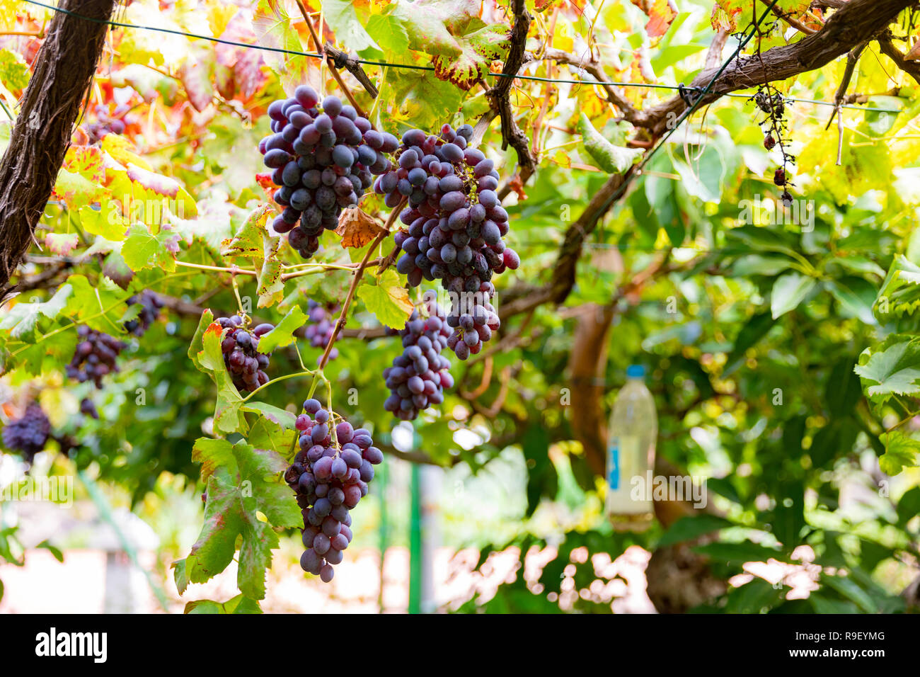 Bunches of grapes for Wine Production Growing At Vineyard Stock Photo ...