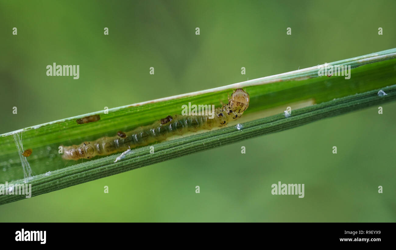 Rice leaffolder larva inside leaf Stock Photo - Alamy