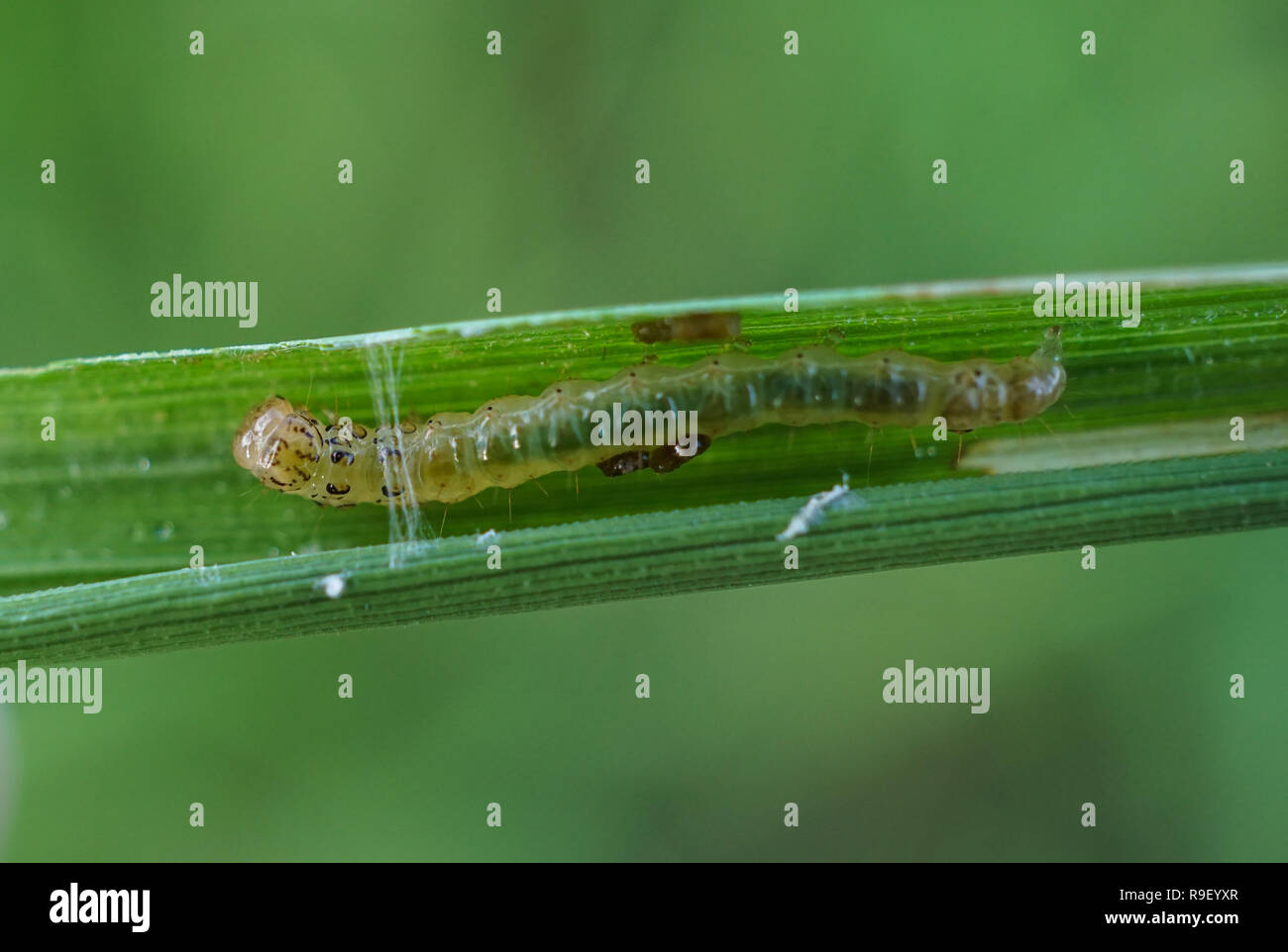 Protecting crops against pests hi-res stock photography and images - Alamy