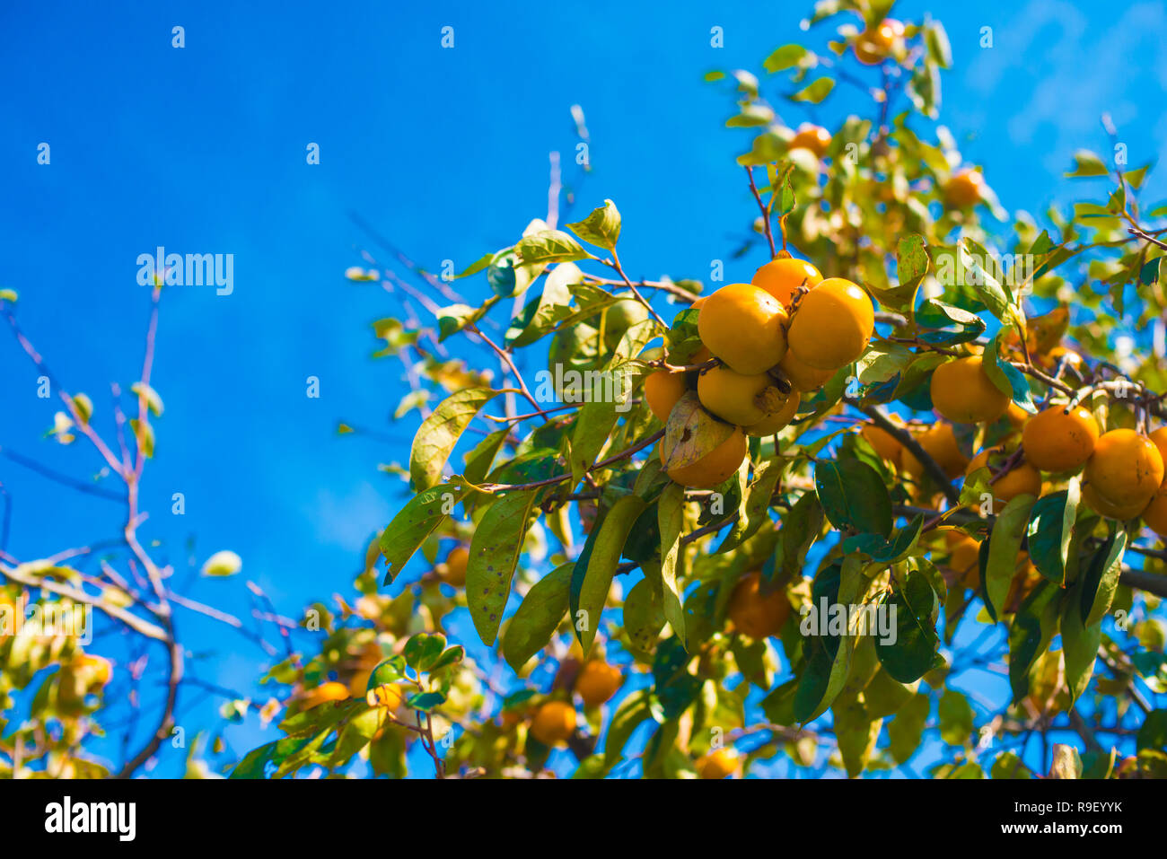 Japanese persimmon in Toyama, Japan. Toyama is a city of Japan located ...
