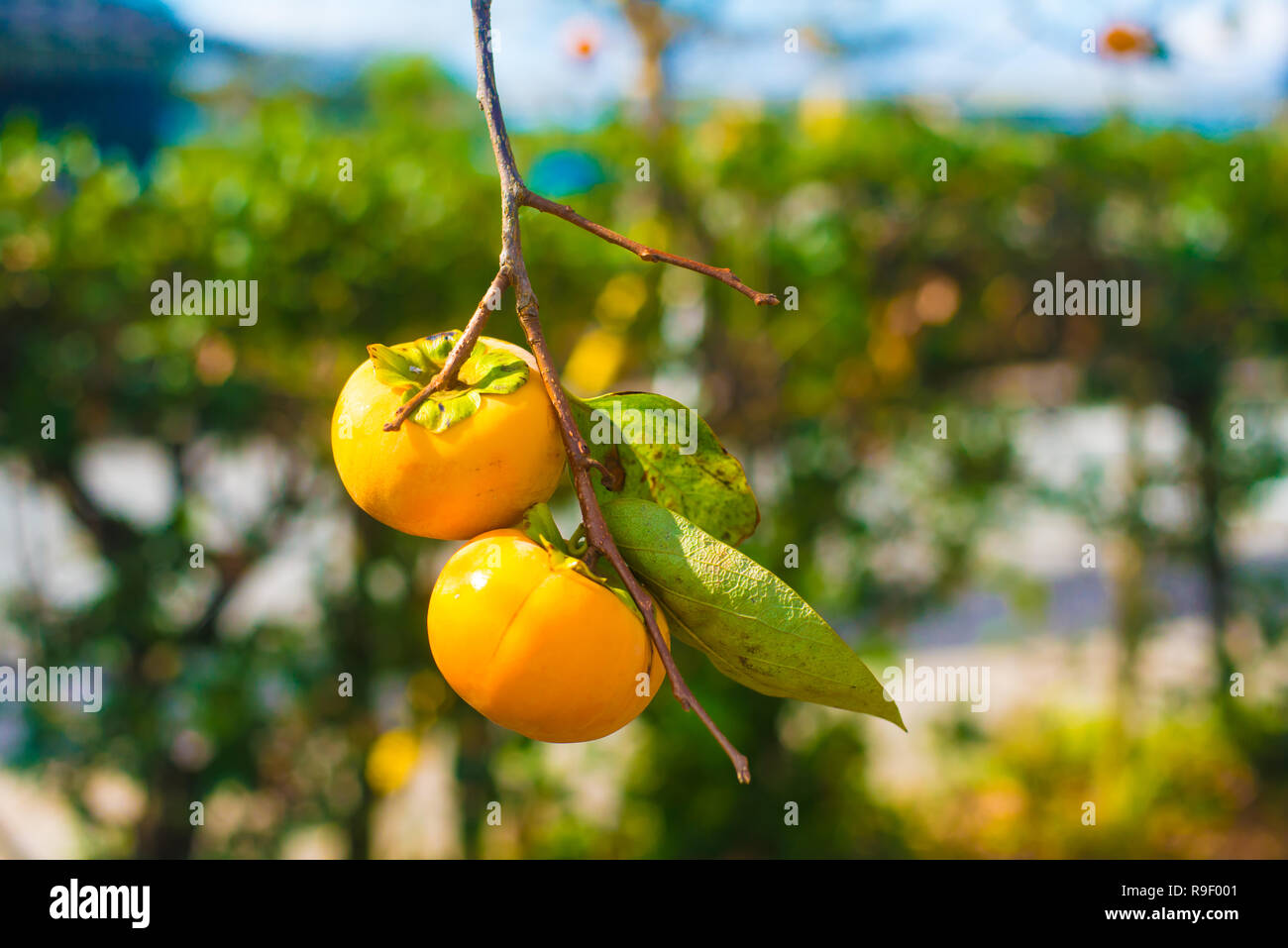 Japanese persimmon in Toyama, Japan. Toyama is a city of Japan located ...